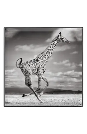 CHANTECAILLE Luminescent Eye Shades - Giraffe