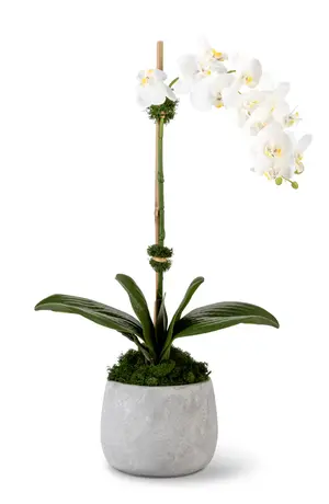 COCOBELLA Wesley Realtouch Cement Orchid - White