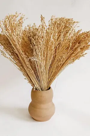 SUNHOUSE CRAFT Dried Broomcorn Harvest