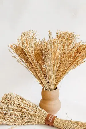 SUNHOUSE CRAFT Dried Broomcorn Harvest