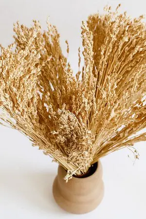 SUNHOUSE CRAFT Dried Broomcorn Harvest