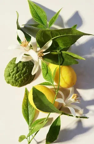BVLGARI Eau Parfumée Thé Vert Shower Gel
