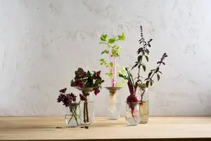 THE COLLECTIVE Floral Propogate Assortedset Of 3