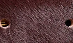 DEHANCHE Hollyhock Calf Hair Belt - Chocolate