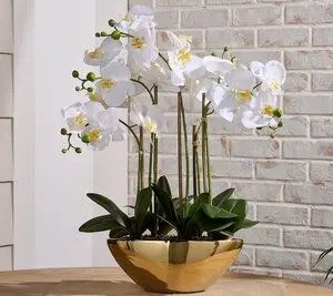 VALERIE PARR HILL As Is 24' Orchid In Metallic Pot Valerie - One-color