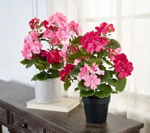 VALERIE PARR HILL Set Of 2 18' Geraniums Potted Plants Valerie - One-color
