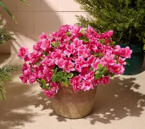 WICKER PARK 20' Faux Azalea Urn Filler - One-color