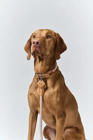 BOO OH Ray Dog Collar - Gold