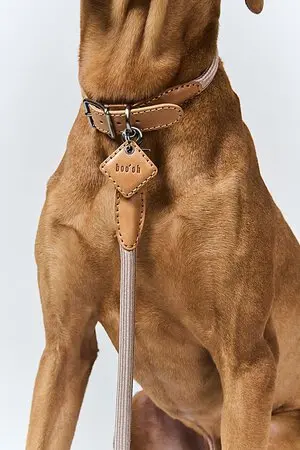 BOO OH Ray Dog Collar - Gold
