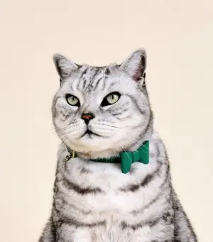 CHESHIRE & WAIN Leather Cat Collar With Gold-tone Buckle - Green