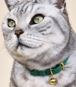 CHESHIRE & WAIN Leather Cat Collar With Gold-tone Buckle - Green