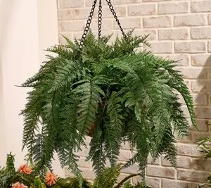 GARDEN REFLECTIONS 22' Faux Fern With Faux Soil Hanging Basket - One-color