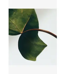 Loewe Ivy Liquid Soap