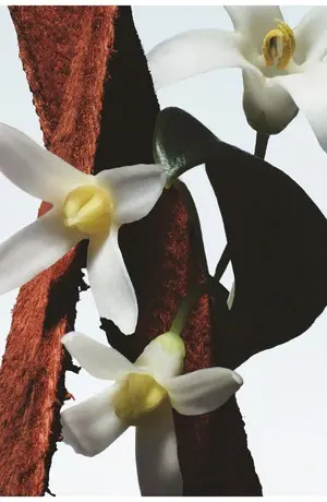 Dries Van Noten Fleur Du Mal Refillable Eau De Parfum