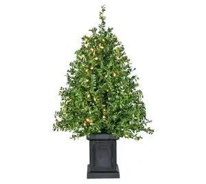 FRASER HILL FARM 3-ft. Boxwood Porch Tree In Po T - One-color