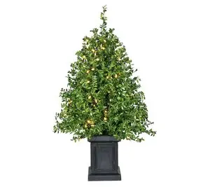 FRASER HILL FARM 4-ft. Boxwood Porch Tree In Po T - One-color