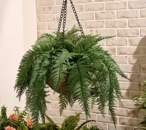 GARDEN REFLECTIONS As Is 18' Faux Fern Hanging Basket - One-color