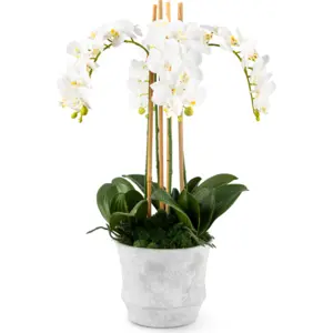 COCOBELLA Celeste Realtouch Orchid Arrangement - Snow
