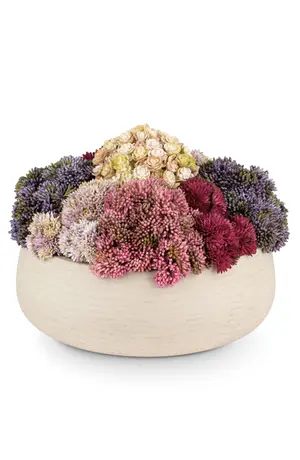COCOBELLA Deveraux Sedum Arrangement - Multi-color