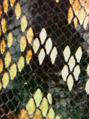 Roberto Cavalli Snakeskin-effect Boots