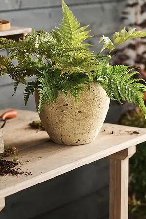 TERRAIN Barnacle Juliet Planter - Cream