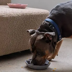 DEXYPAWS Slow Feeder