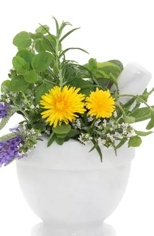 BASQ NYC Calendula Lavender Mist
