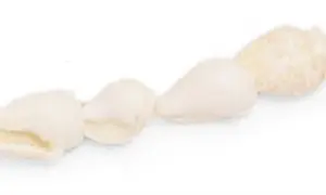 PETIT MOMENTS Breaker Shell Necklace