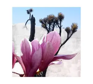 Byredo Mojave Ghost Body Lotion - No Color