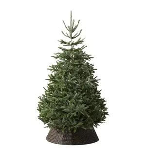 BALSAM HILL Nordmann Fir Christmas Tree - Green