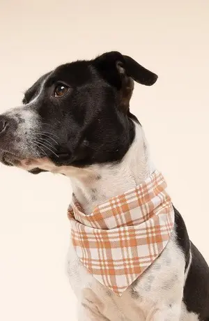 THE PAWS Ginger Dog Bandana