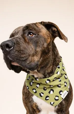 THE PAWS Olive Dog Bandana