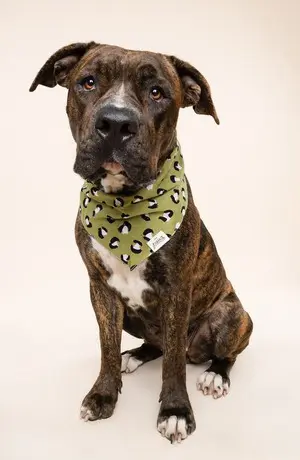 THE PAWS Olive Dog Bandana