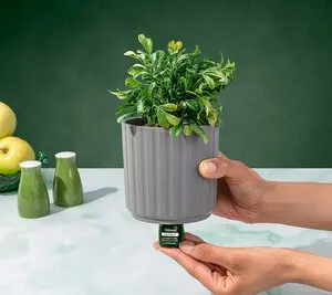 LIFELINES Rechargeable Faux Plant Aroma Diffuser