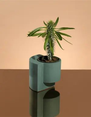 TORTUGA FORMA Platform Planter Concrete - Jungle