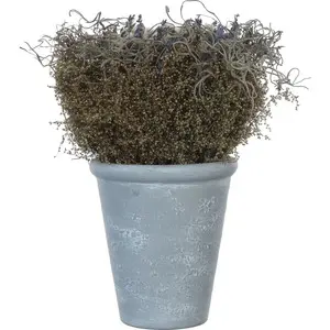STORIED HOME Lavender With Cement Pot - Grey