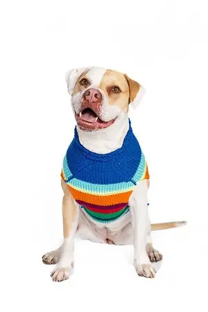 CHILLY DOG Royal Alpaca Stripe Dog Sweater
