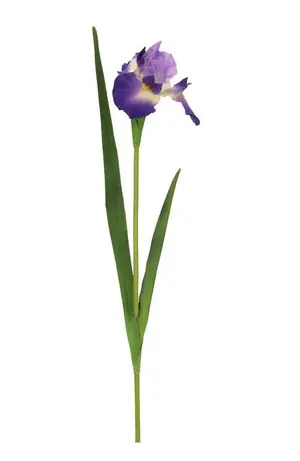 MARK ROBERTS Iris - Dark Purple