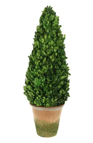 MARK ROBERTS Boxwood Topiary Cone - Green