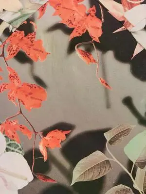 Roberto Cavalli Floral-print V-neck Top