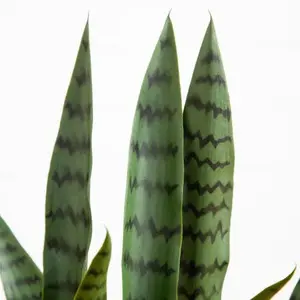 NEARLY NATURAL 2-ft Uv Resistant Artificial Sansevieria Snake Plant In White Decorative Planter