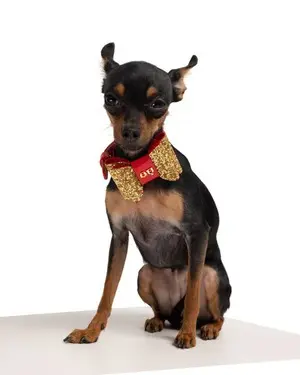 MOSHIQA Glam Dog Collar
