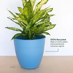 BLOEM 12 Inch Dayton Planter With Saucer Tray