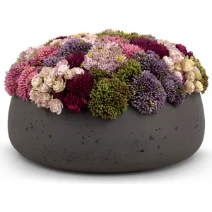 COCOBELLA Ariane Sedum Arrangement - Charcoal