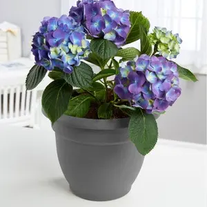 BLOEM Ariana Self Watering Planter 16 Inch