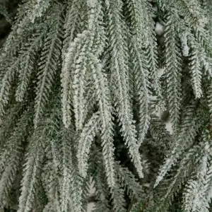NEARLY NATURAL 6' Pre Lit Artificial Flocked Down Swept Tree