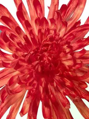 JENNIFER BEHR Chrysanthemum Silk Organza Brooch