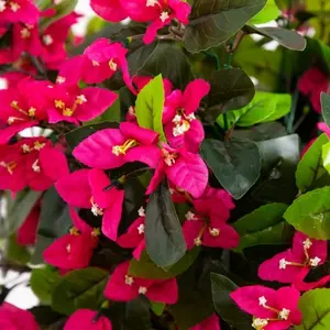 NEARLY NATURAL Uv Resistant Artificial Spiral Bougainvillea Tree 6