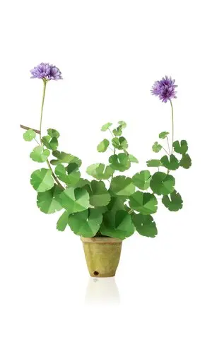 THE GREEN VASE Geranium Plant - Purple