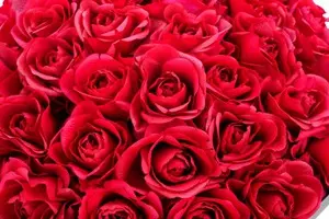 COCOBELLA Valentina Realtouch Rose Arrangement